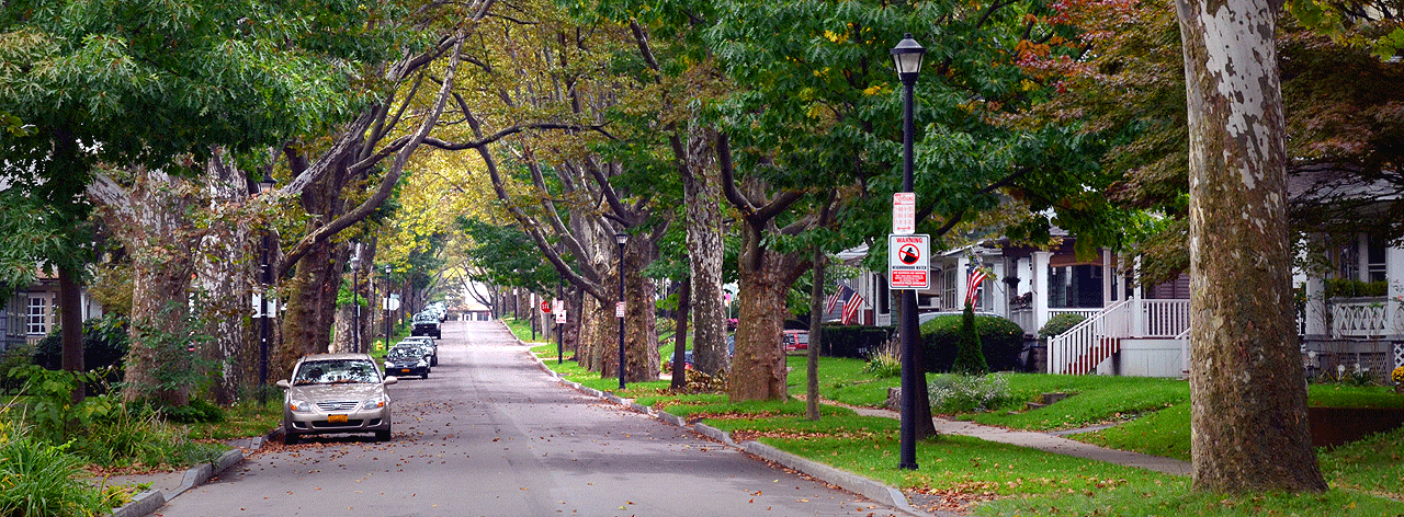 Sunny Street And Tree